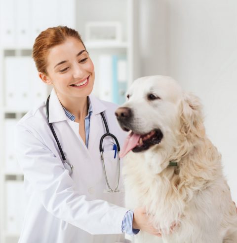 Delicate Care | Advanced Pet Care