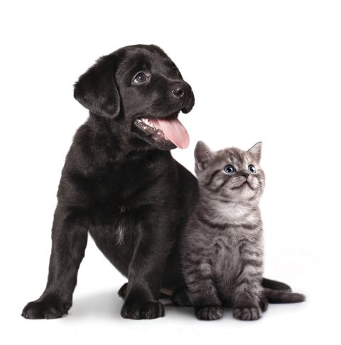 Omega Magic | Advanced Pet Care